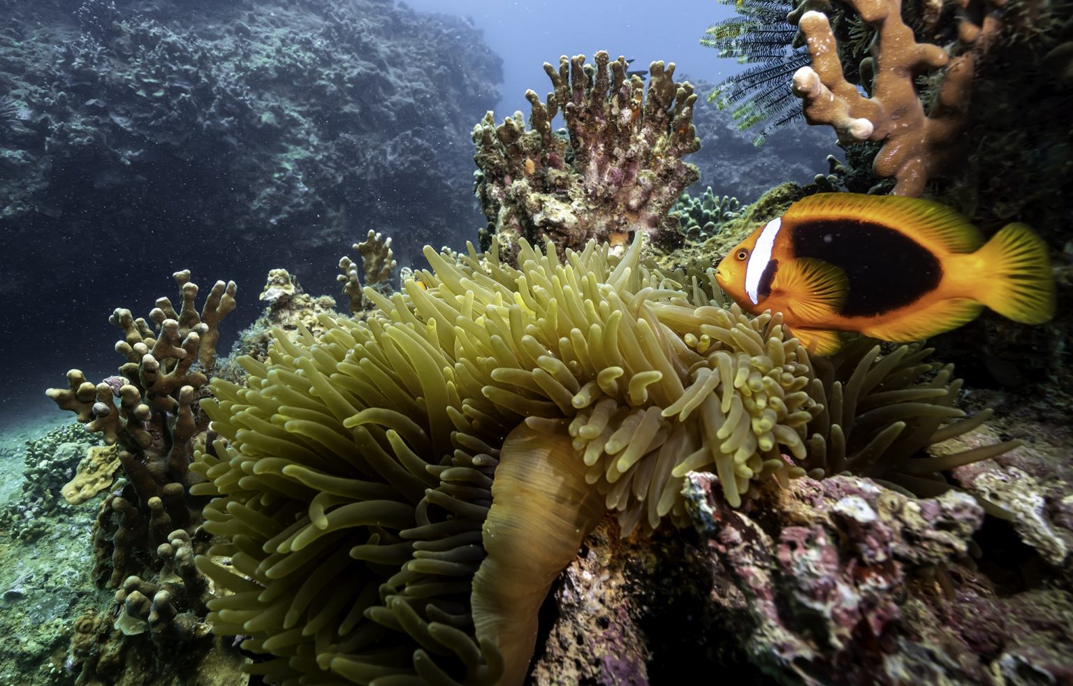 Seaworld - Cham Island Diving Center