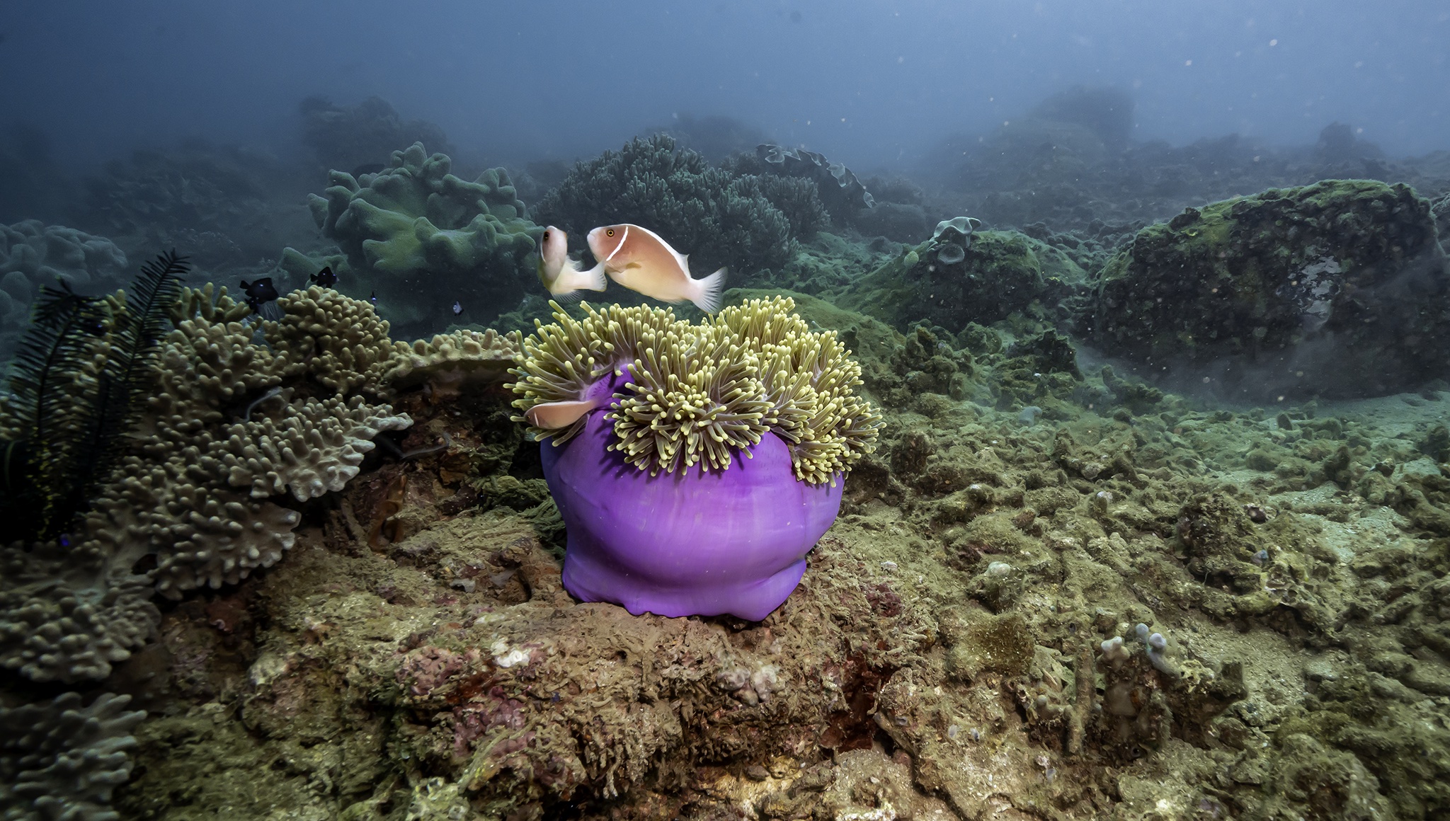 Seaworld - Cham Island Diving Center