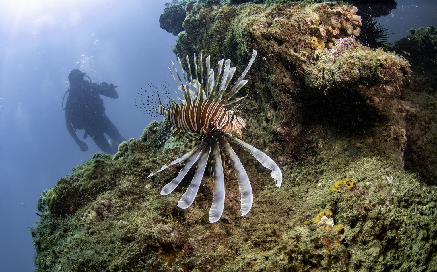 FUN DIVE (CERTIFIED DIVERS) - 2.400.000 vnd/pax - Cham Island Diving Center