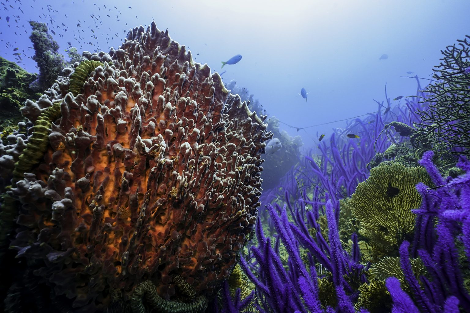 Seaworld - Cham Island Diving Center