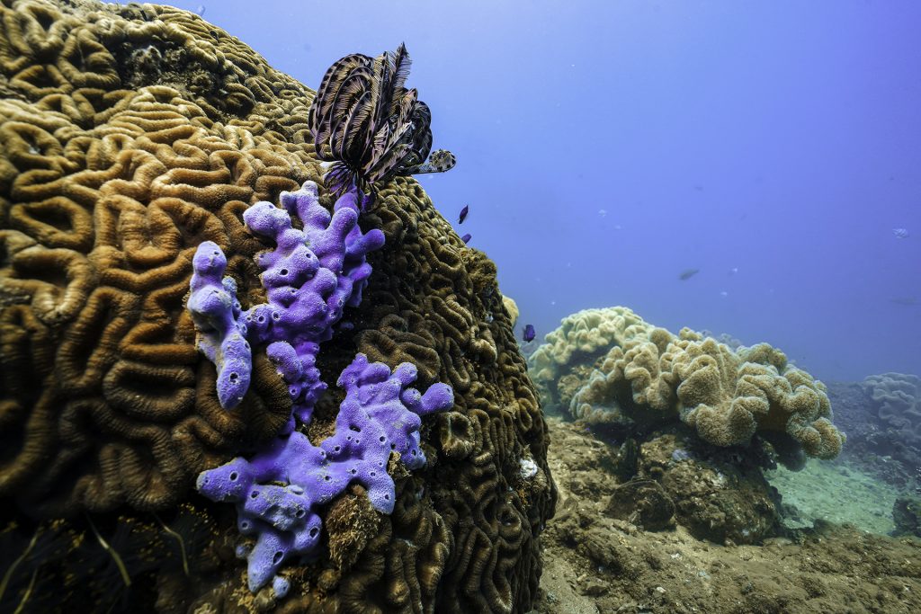 Seaworld - Cham Island Diving Center