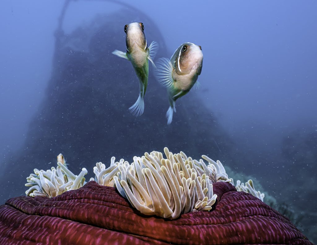 Seaworld - Cham Island Diving Center