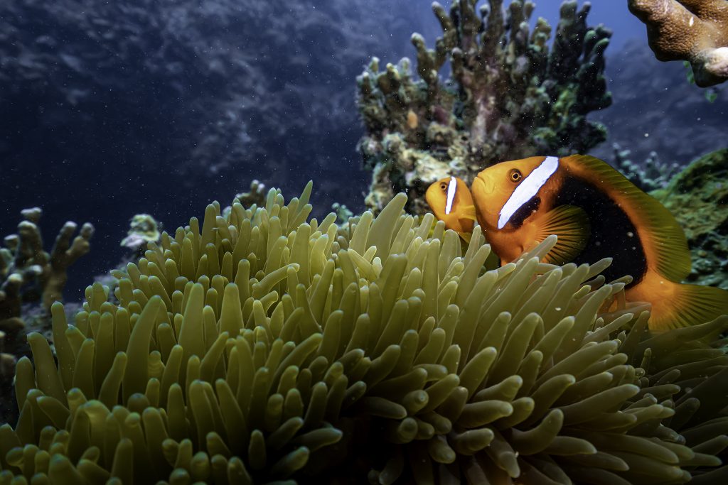 Seaworld - Cham Island Diving Center