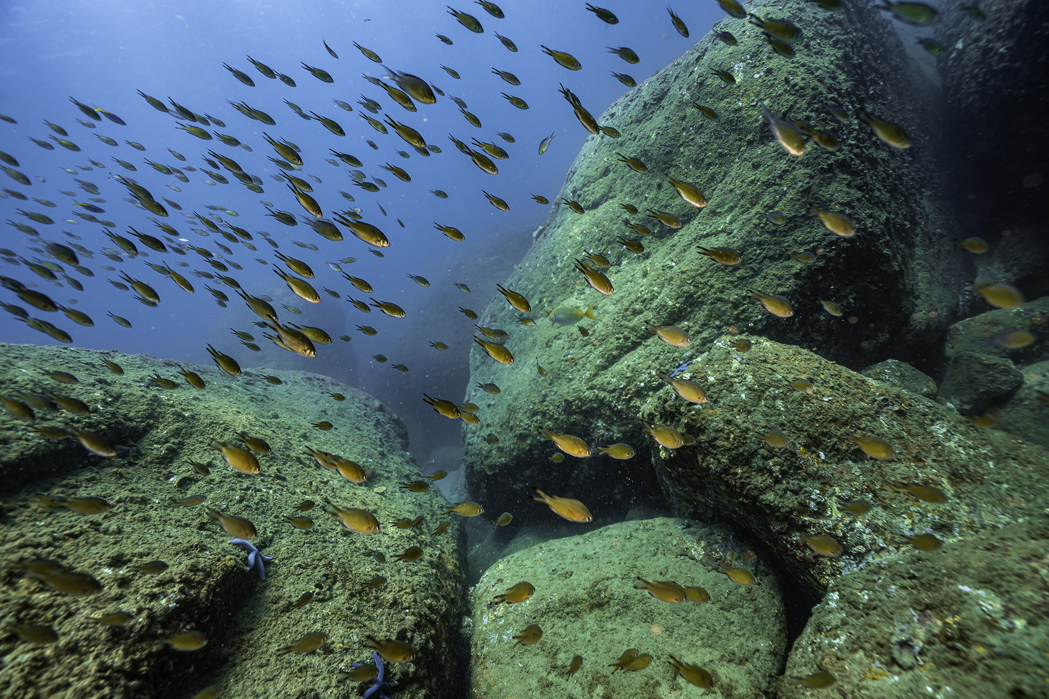 Seaworld - Cham Island Diving Center