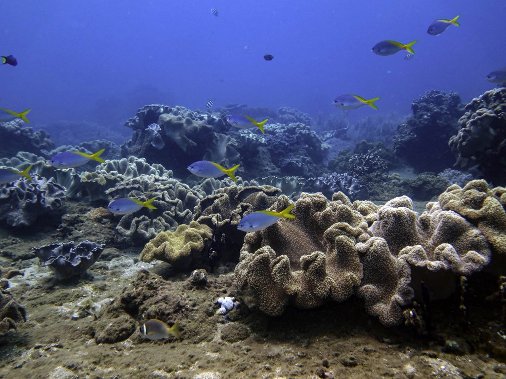 Seaworld - Cham Island Diving Center